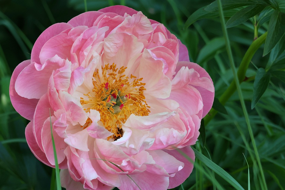 Peony Pink Flower Petals - Free photo on Pixabay