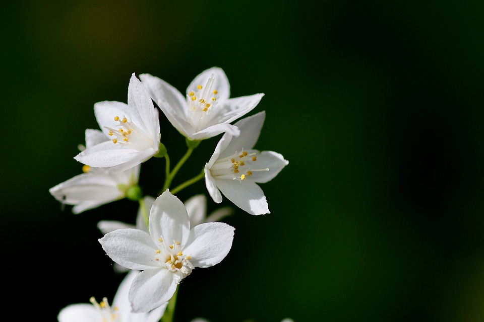 White Flower Deutzia Shrub Spring - Free photo on Pixabay