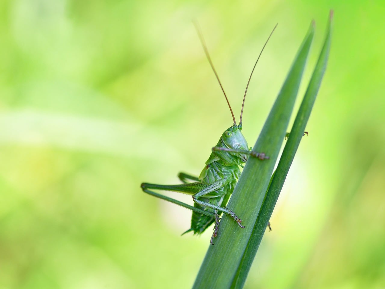 Grasshopper Macro Photography - Free photo on Pixabay