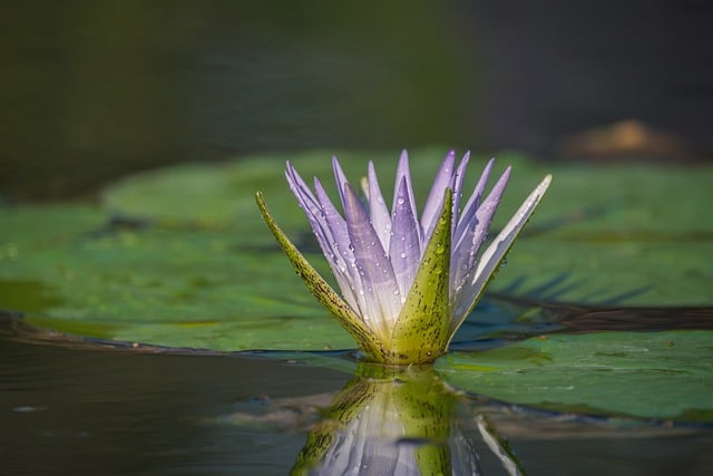 Water Lily Flower Petals - Free photo on Pixabay