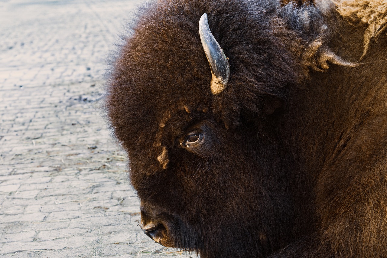 Bison Mammal Horns Animal - Free photo on Pixabay