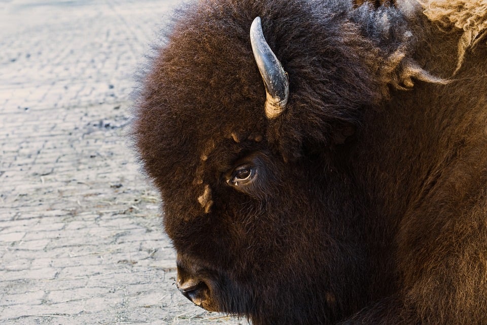 Bison Mammal Horns Animal - Free photo on Pixabay