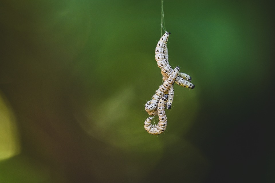 Larva Insect Green Background - Free photo on Pixabay