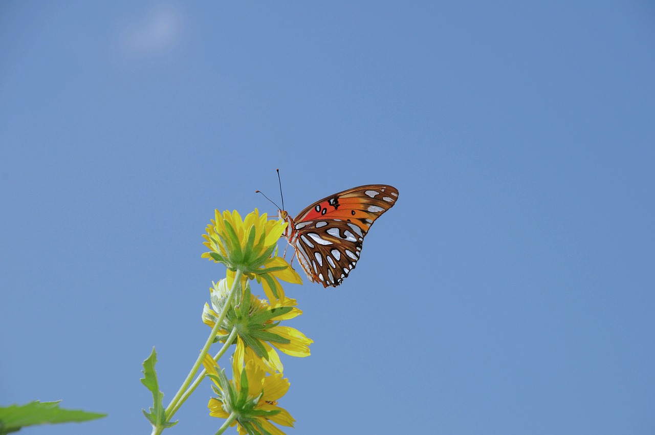 Butterfly Insect Nature - Free photo on Pixabay
