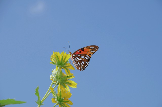 Butterfly Insect Nature - Free photo on Pixabay