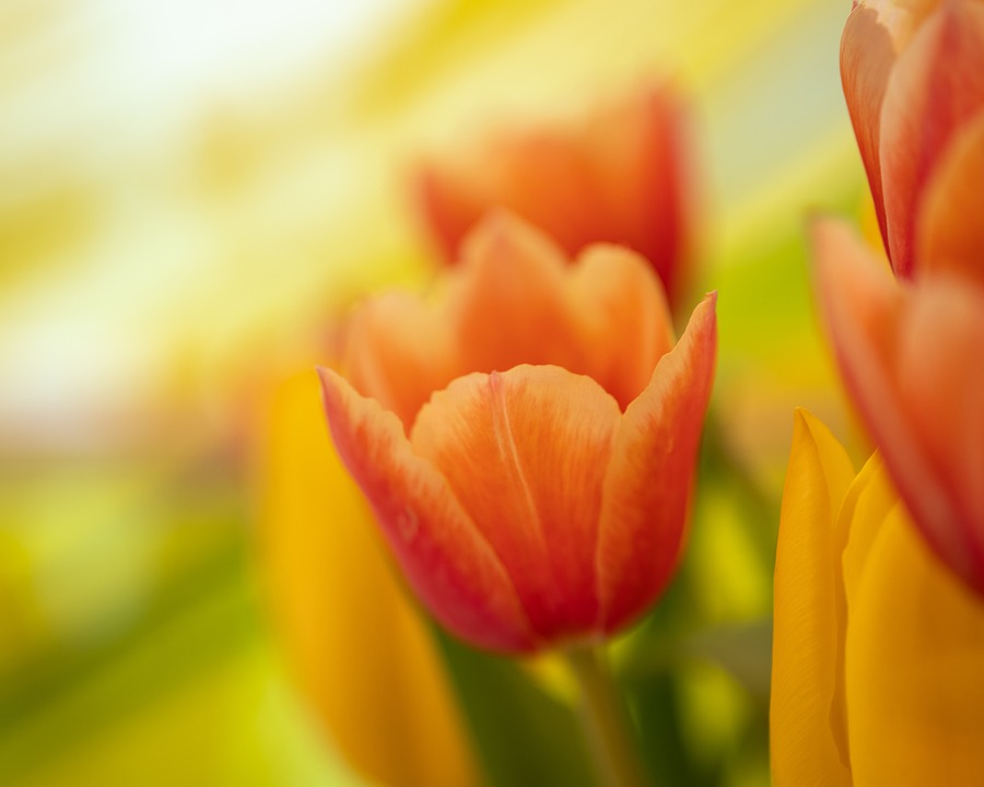 Flowers Tulips Orange - Free photo on Pixabay