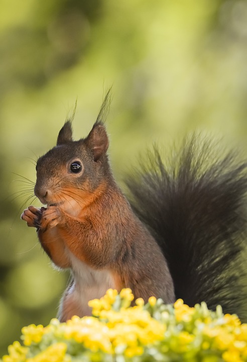 Squirrel Nature Yellow Flowers - Free photo on Pixabay