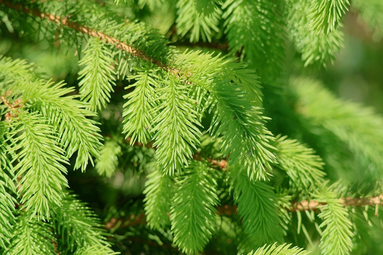 Pine Branch Green - Free photo on Pixabay
