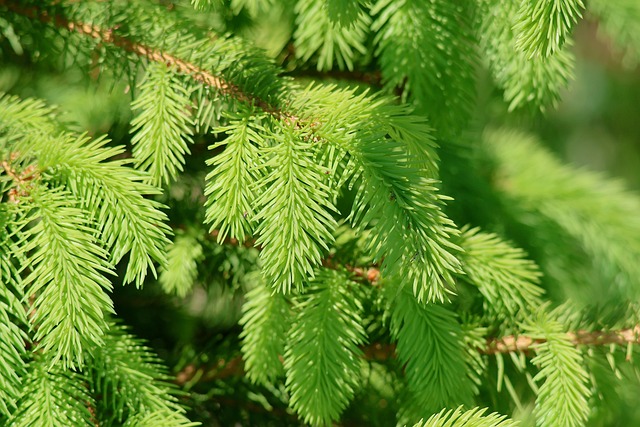 Pine Branch Green - Free photo on Pixabay