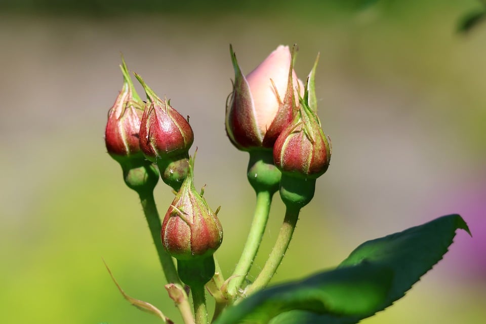 Rose Buds Nature - Free photo on Pixabay