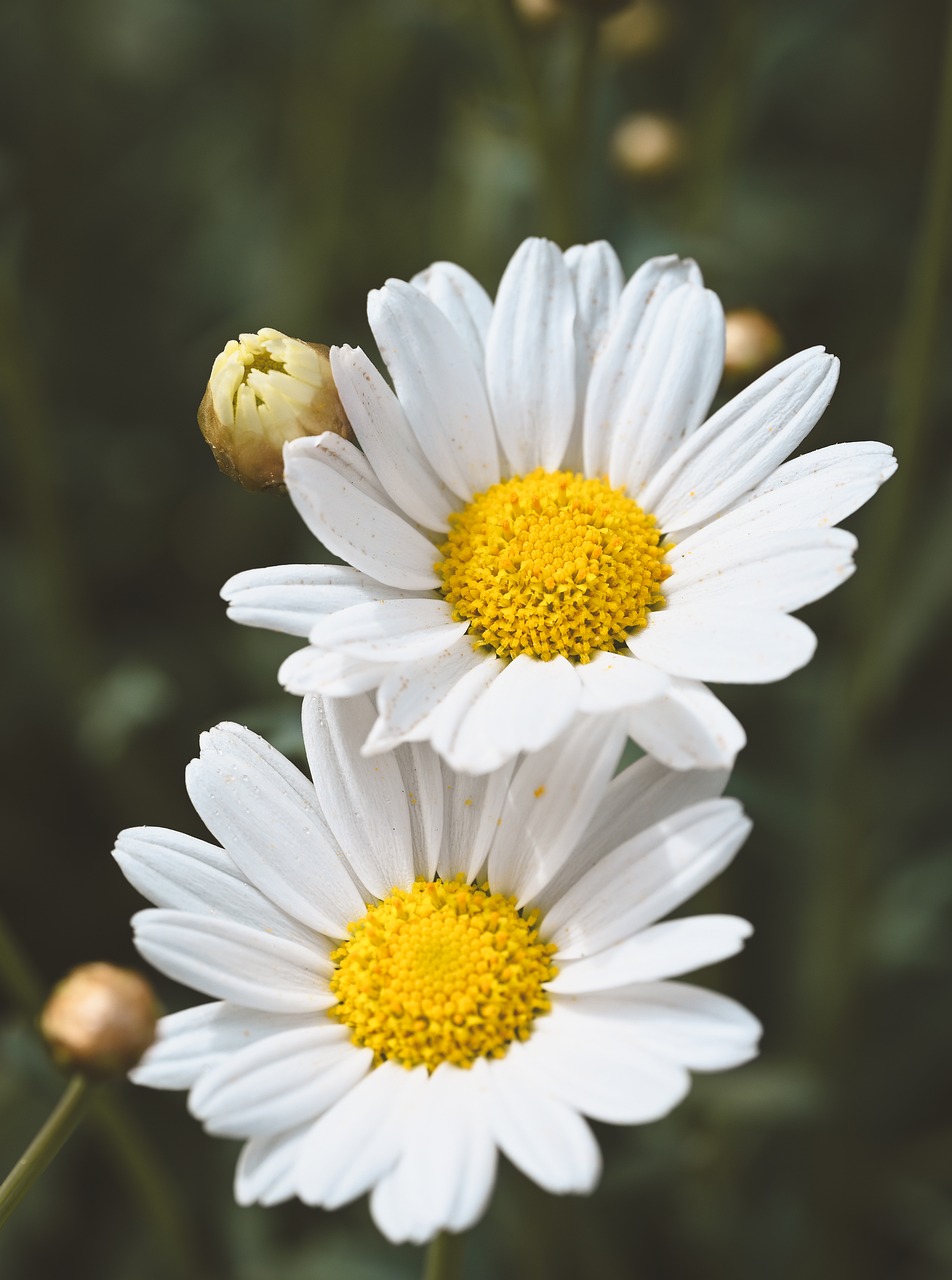 Daisy Flower White - Free photo on Pixabay