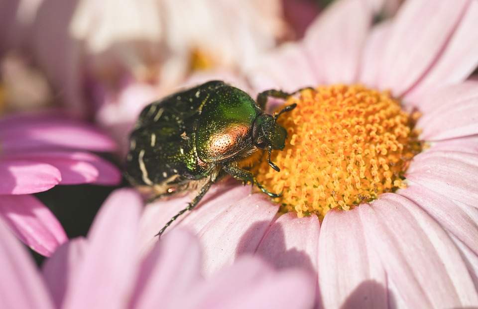 Beetle Insect Chrysanthemum - Free photo on Pixabay