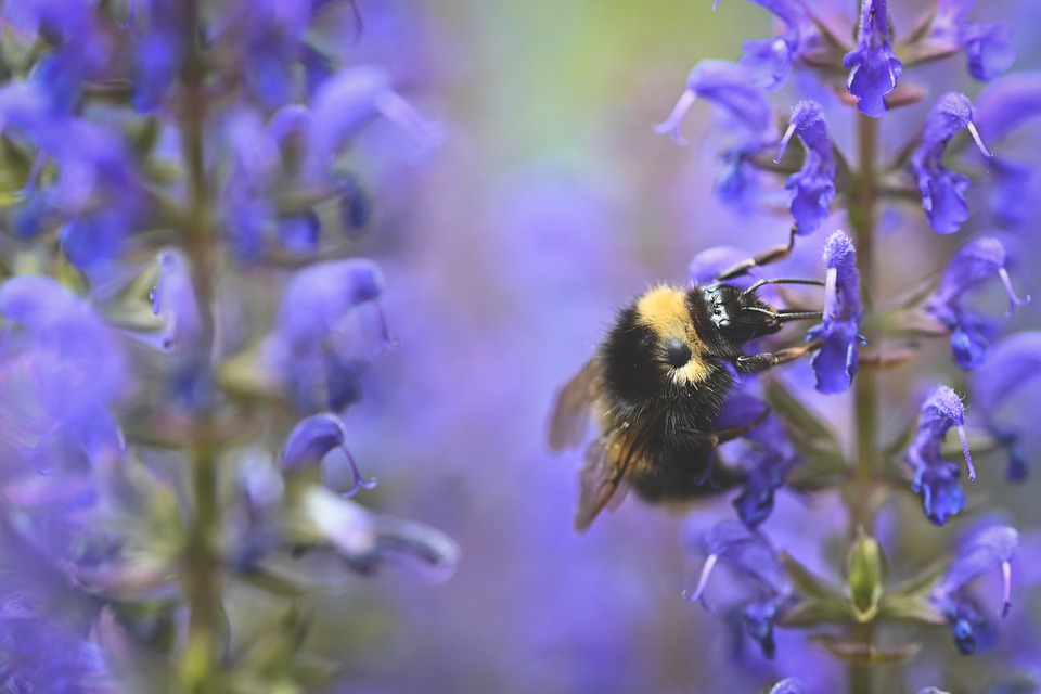 Bee Purple Flower - Free photo on Pixabay