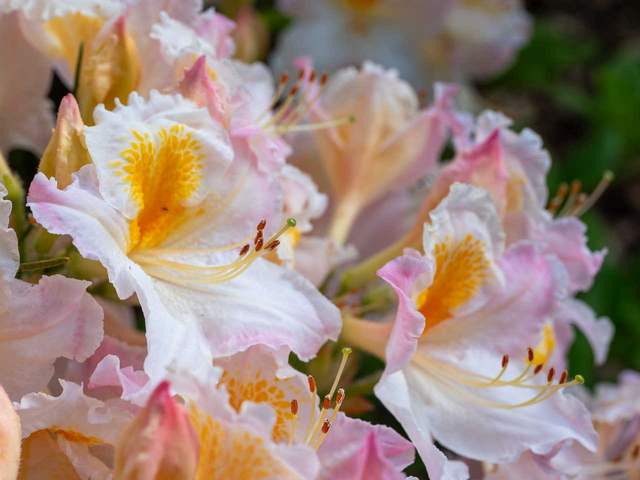 Rhododendron Bloom Spring - Free photo on Pixabay
