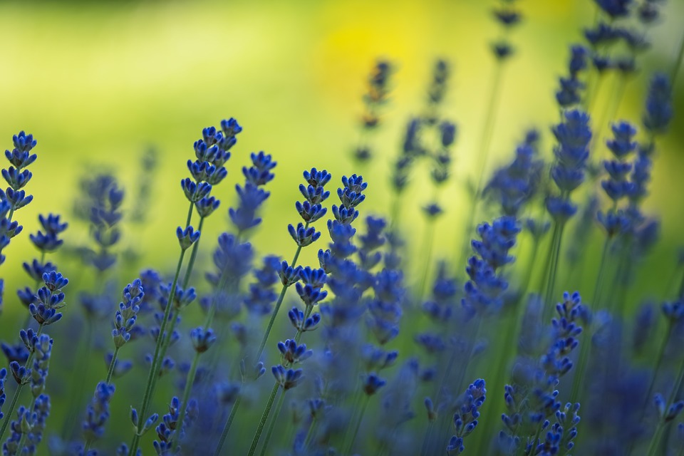Lavender Flowers Nature - Free photo on Pixabay