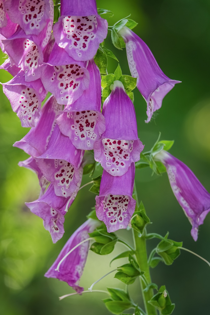 Foxglove Blossom Purple - Free photo on Pixabay