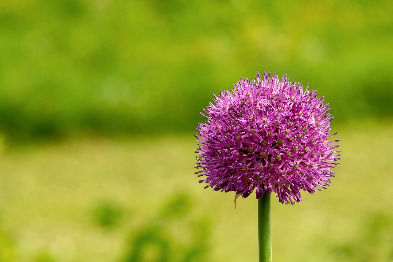 Flower Meadow Globe - Free photo on Pixabay