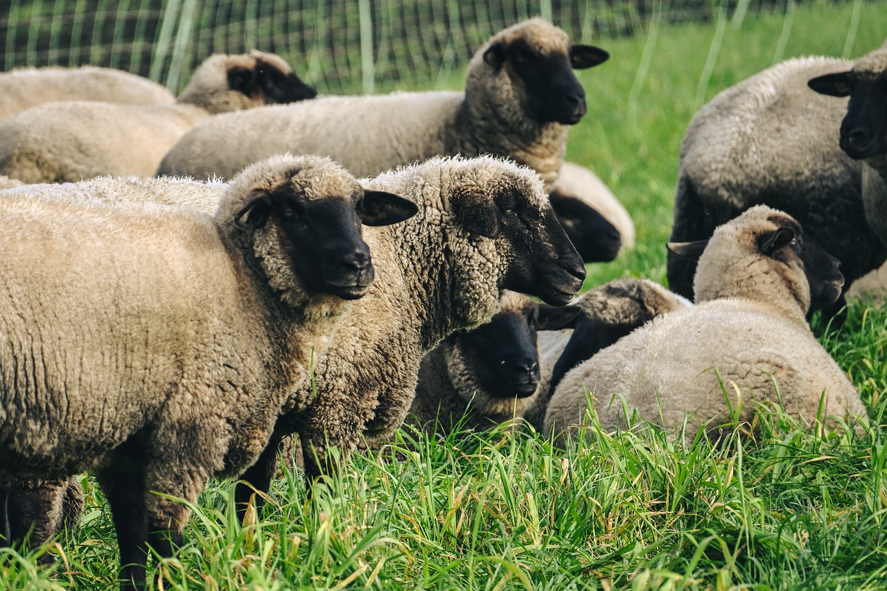 Sheep Animals Pasture - Free photo on Pixabay