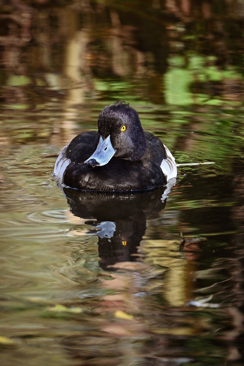 Duck Bird Water - Free photo on Pixabay