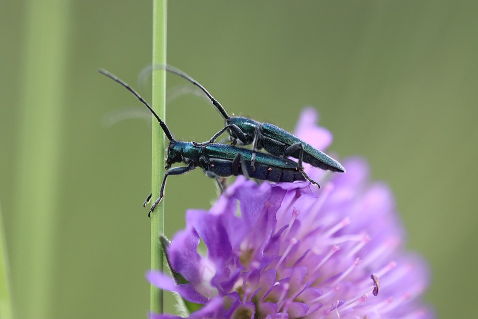 Insecte Photographie Macro - Photo gratuite sur Pixabay