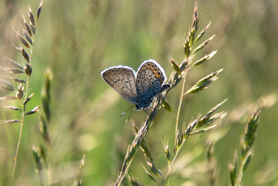 Butterfly Nature Wings - Free photo on Pixabay