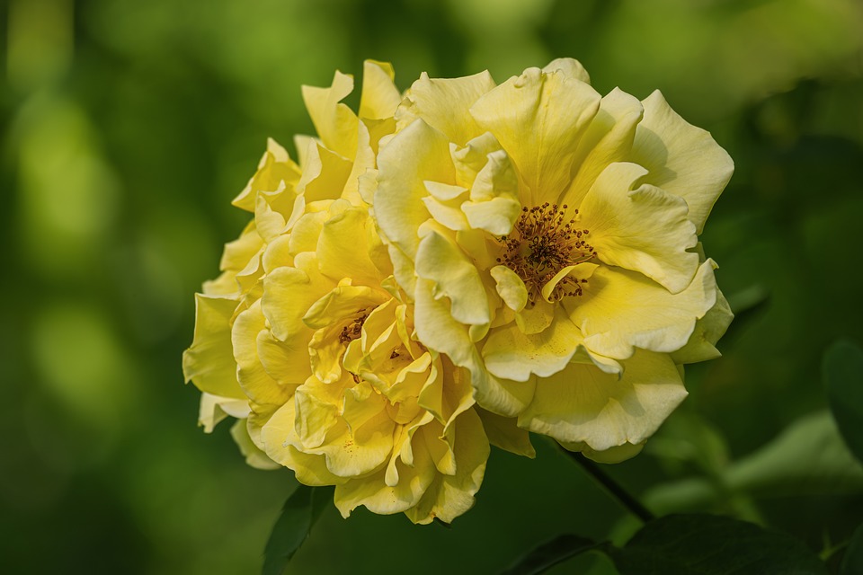 Jaune Rose Fleur - Photo gratuite sur Pixabay