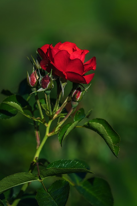 Red Rose Macro Nature - Free photo on Pixabay
