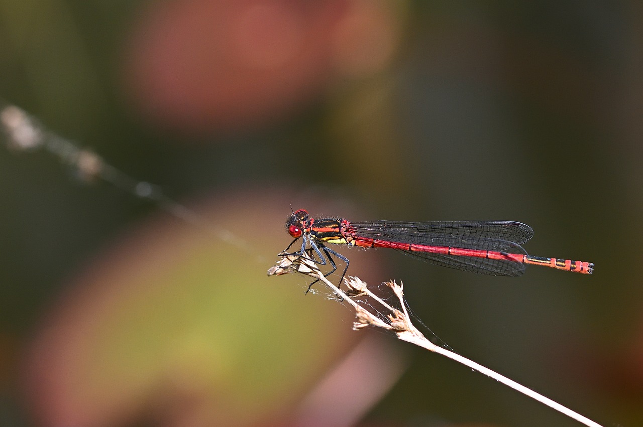 Dragonfly Macro Insect - Free photo on Pixabay