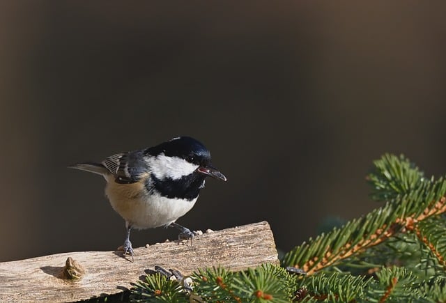 Coal Tit Bird Foraging - Free photo on Pixabay