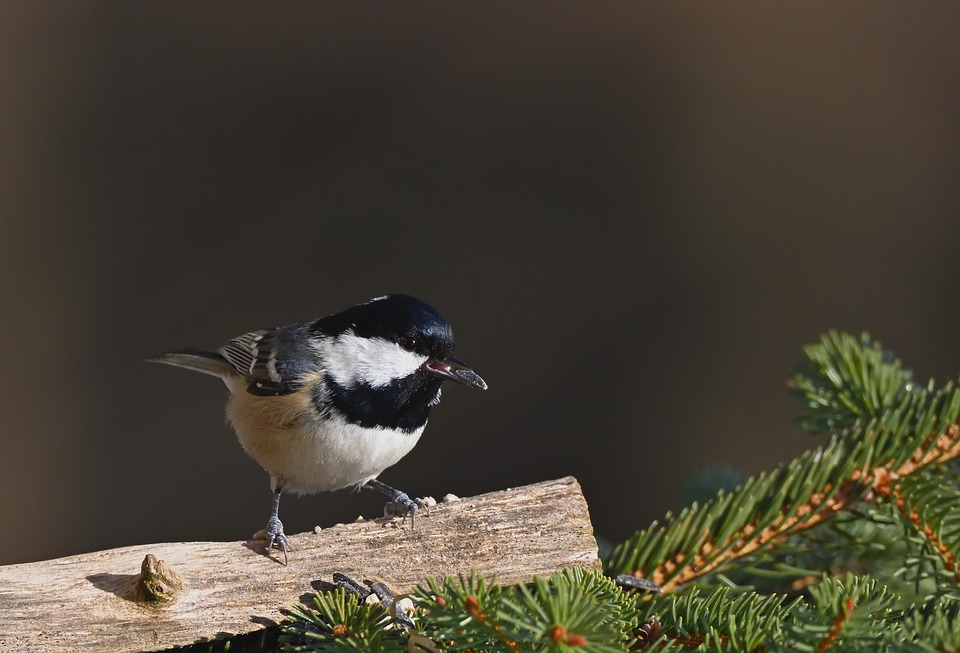 Coal Tit Bird Foraging - Free photo on Pixabay