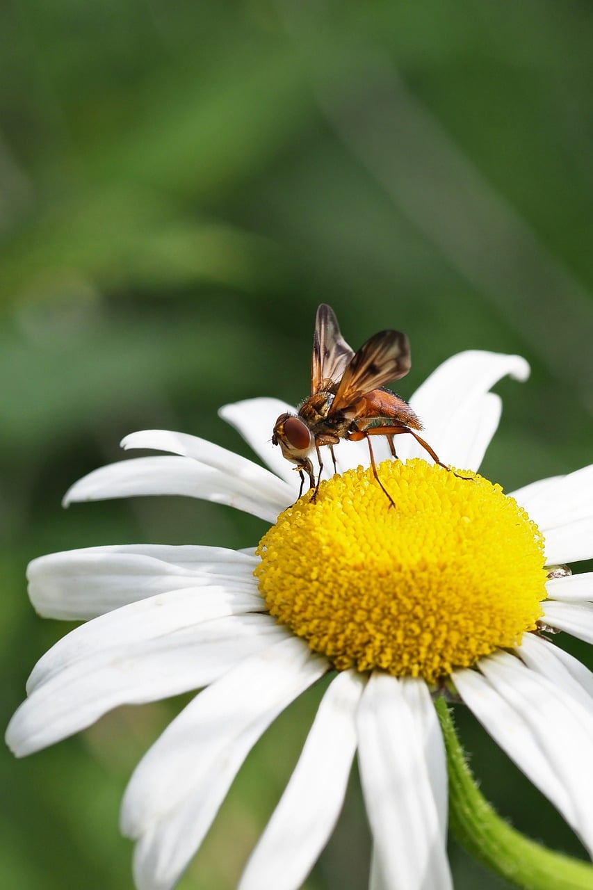 Mouche Insecte Photographie Macro - Photo gratuite sur Pixabay