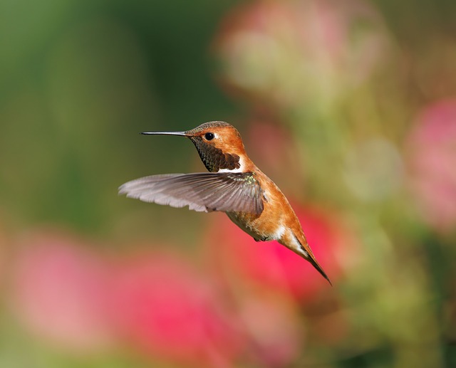 Colibri Nature Oiseau - Photo gratuite sur Pixabay