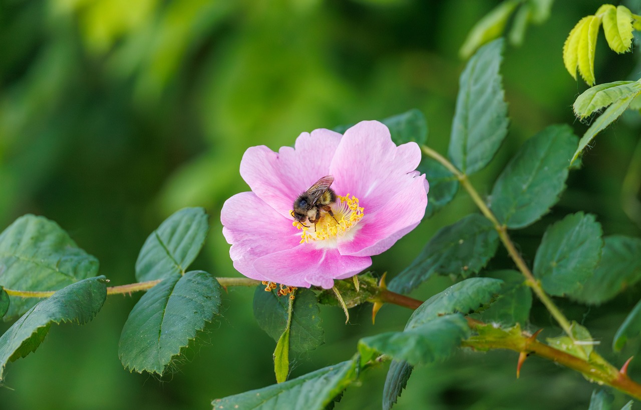 Fleur Rose Abeille Pollinisateur - Photo gratuite sur Pixabay