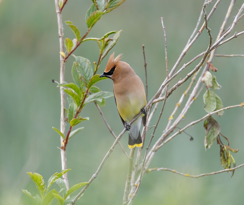 Cedar Waxwing Bird Nature - Free photo on Pixabay