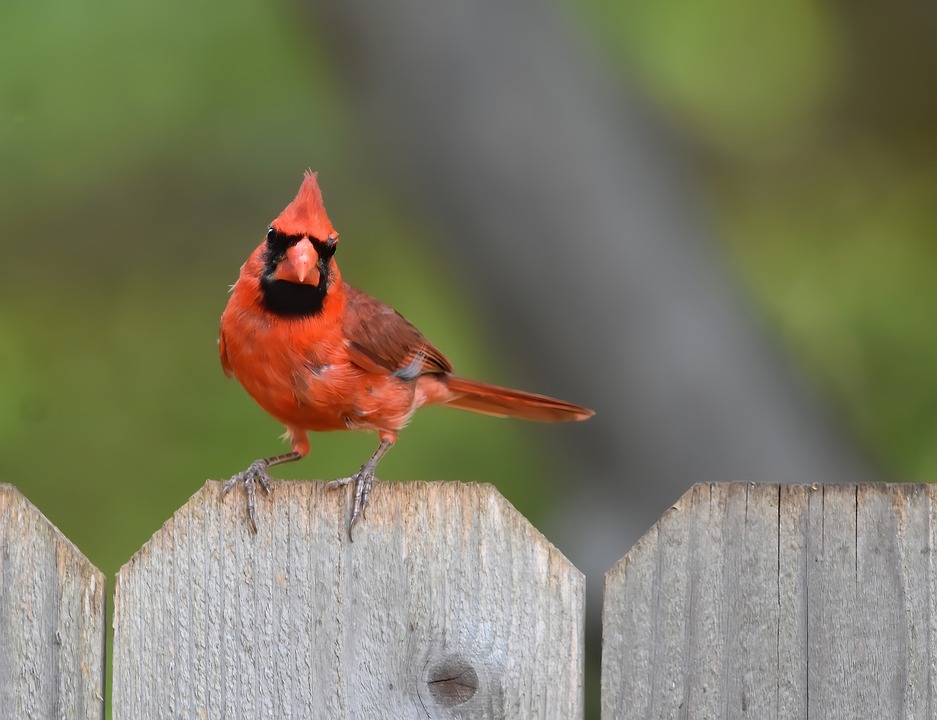 Cardinal Nature Bird - Free photo on Pixabay