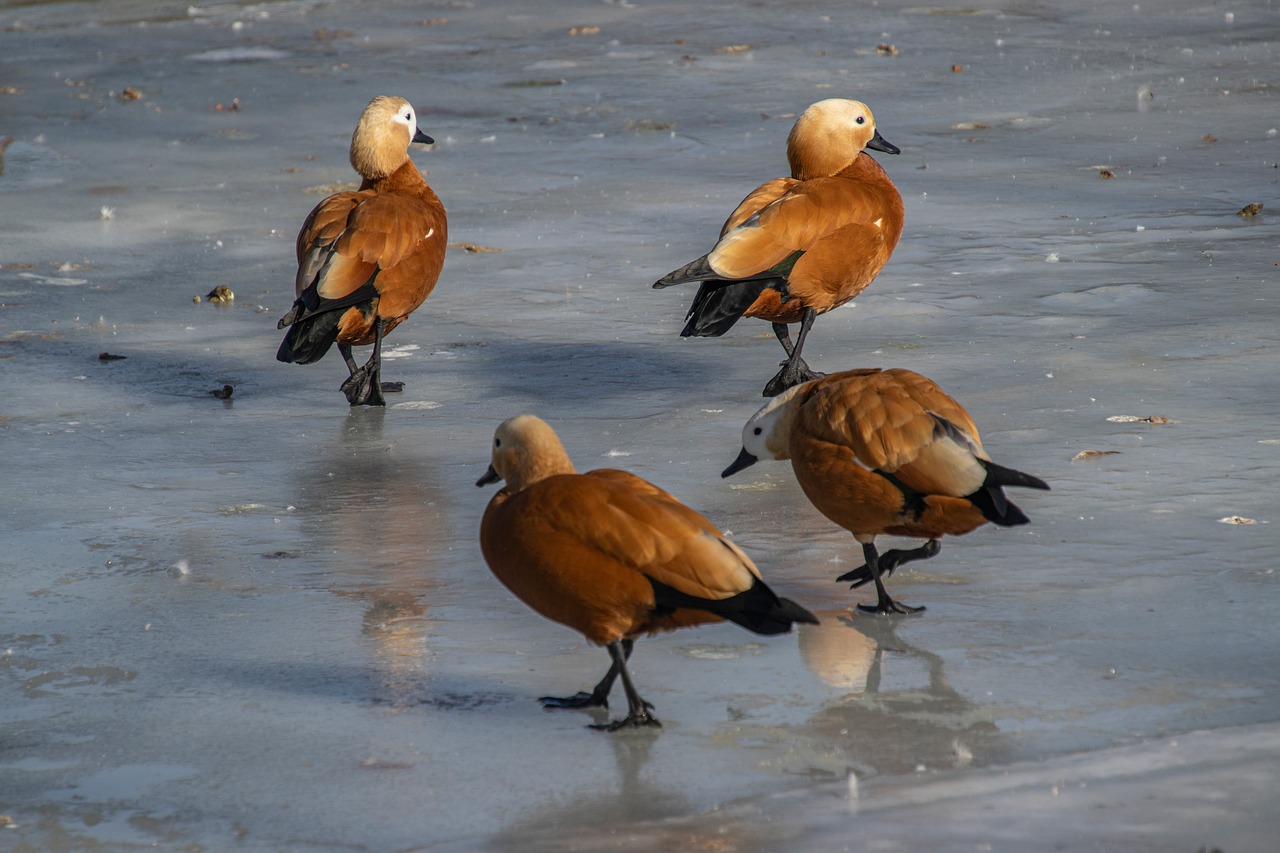 Ducks Ice Waterbirds - Free photo on Pixabay
