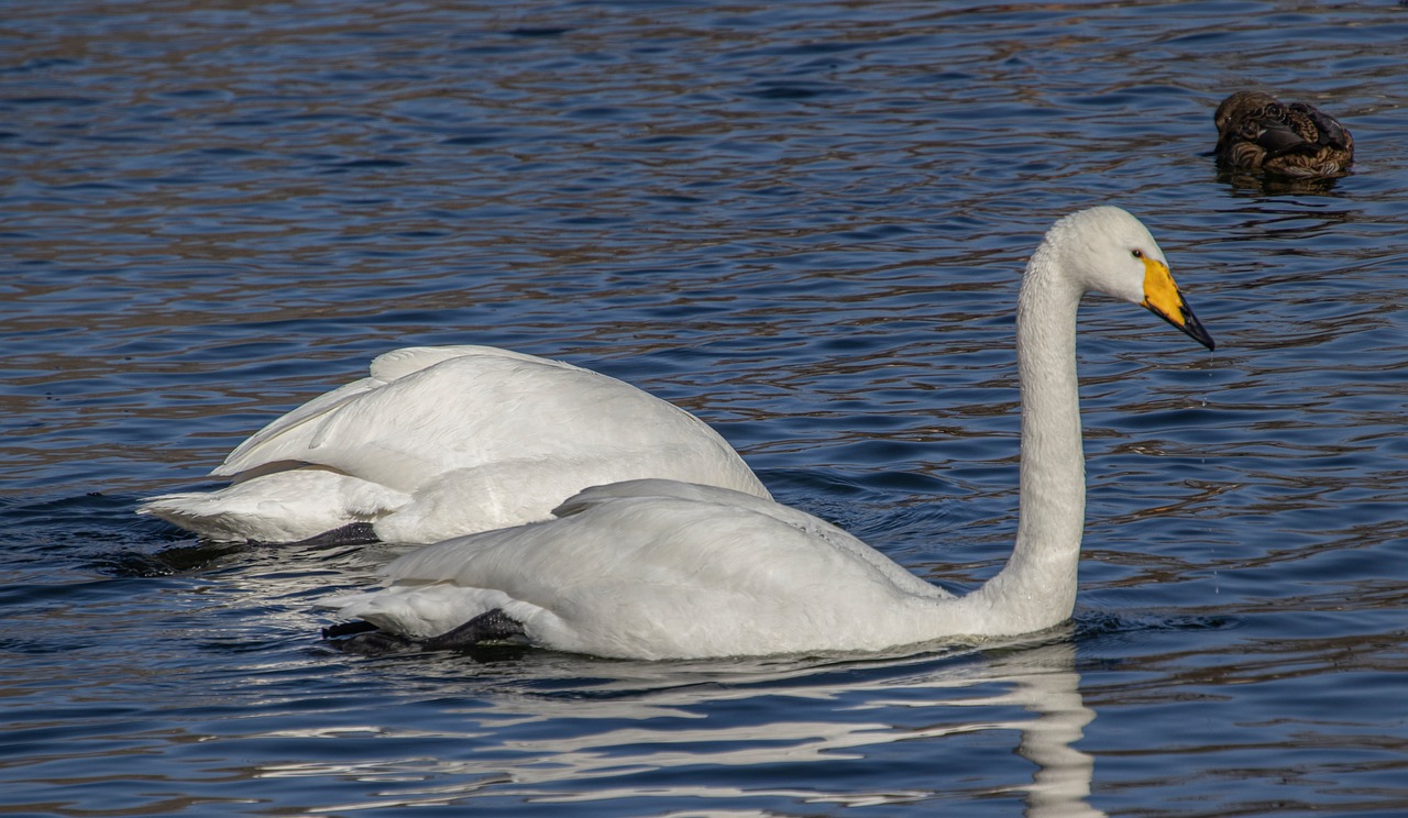 Bird Swans Pair - Free photo on Pixabay