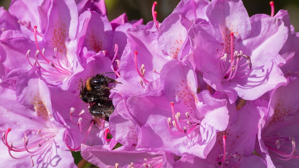 Rhododendron Bumblebee Bloom - Free photo on Pixabay