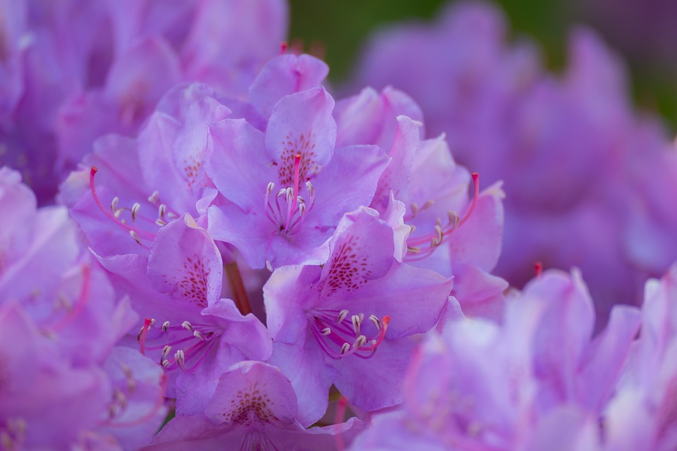 Rhododendron Flower Spring - Free photo on Pixabay