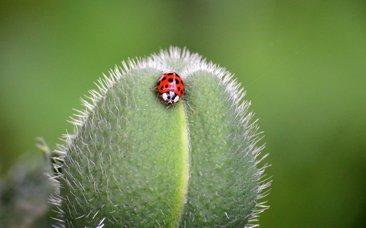 Ladybug Poppy Flower Plant Bud - Free photo on Pixabay