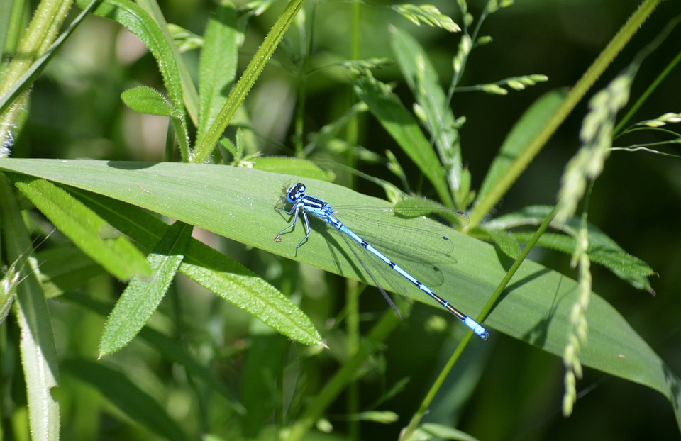 Damselfly Nature Grass - Free photo on Pixabay