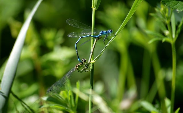 Damselflies Mating Insects - Free photo on Pixabay