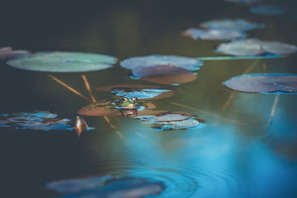 Frog Water Lily Biodiversity - Free photo on Pixabay