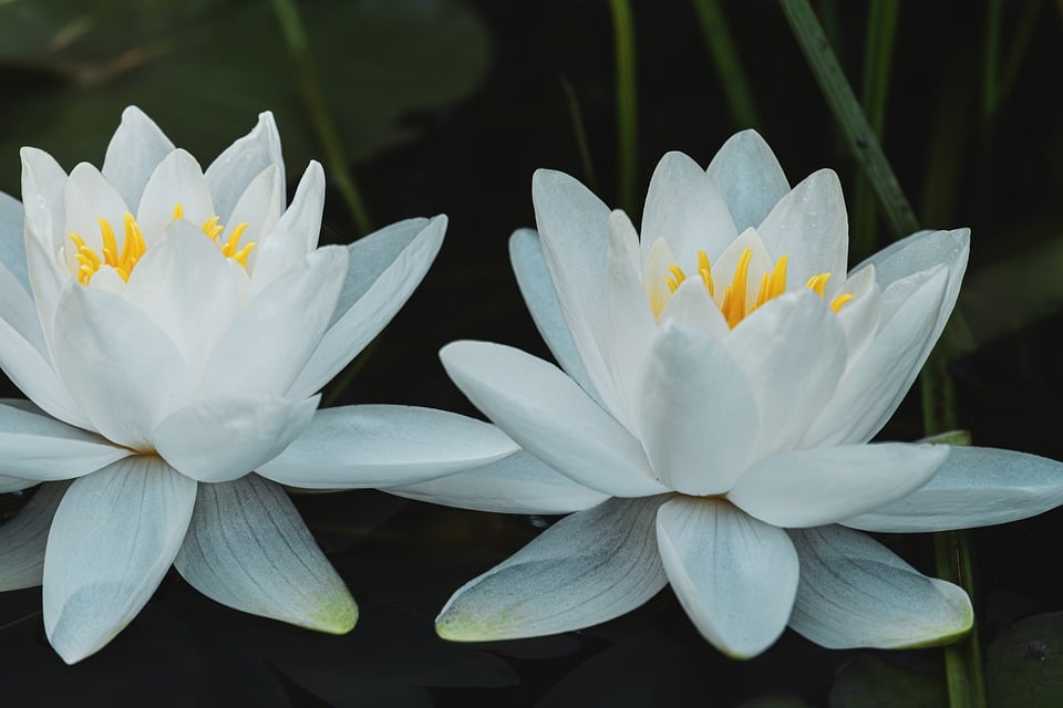 Nénuphars Fleur Étang - Photo gratuite sur Pixabay