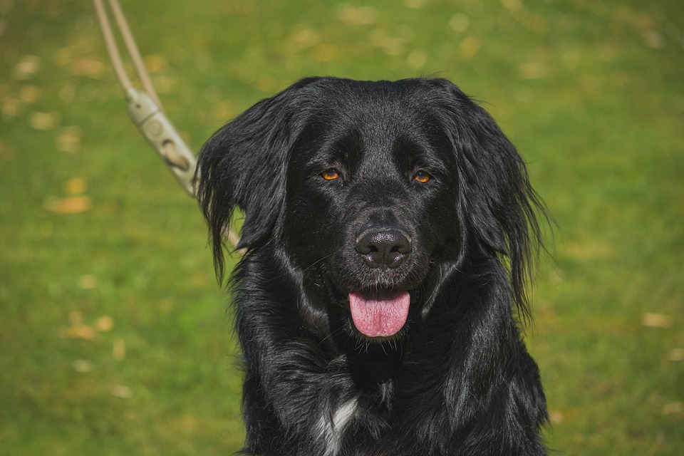 Dog Black Portrait Shiny - Free photo on Pixabay