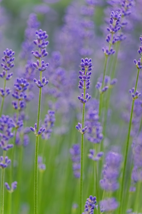 Lavender Flowers Field - Free photo on Pixabay