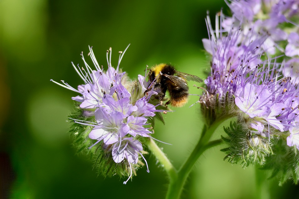 Bourdon Fleur Violette - Photo gratuite sur Pixabay