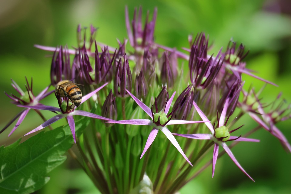 Bee Flower Allium - Free photo on Pixabay