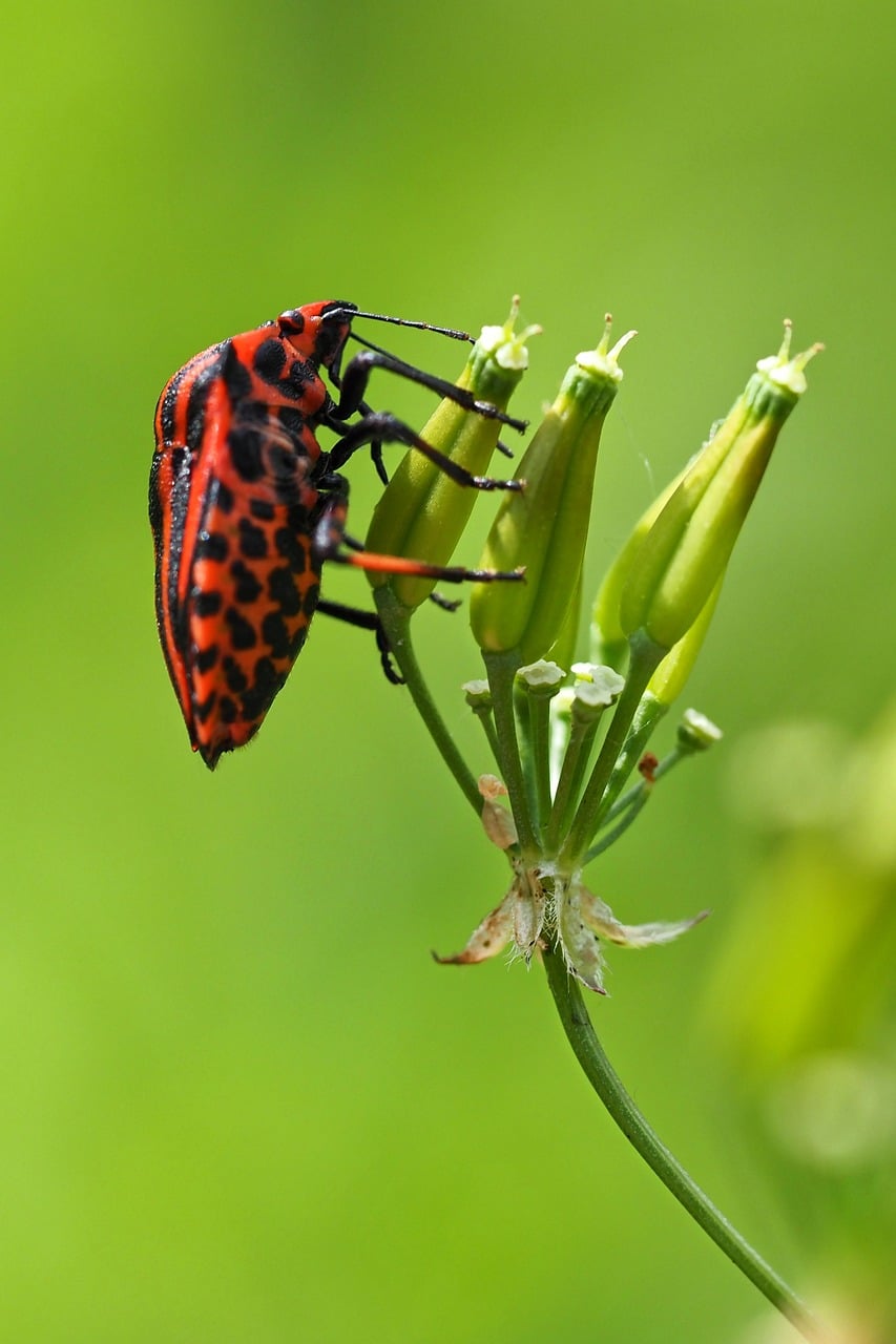 Beetle Insect Nature - Free photo on Pixabay