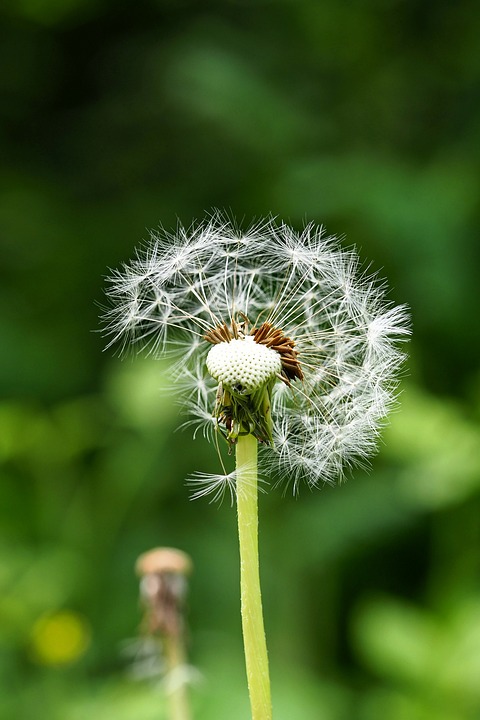 Dandelion Seeds Macro - Free photo on Pixabay